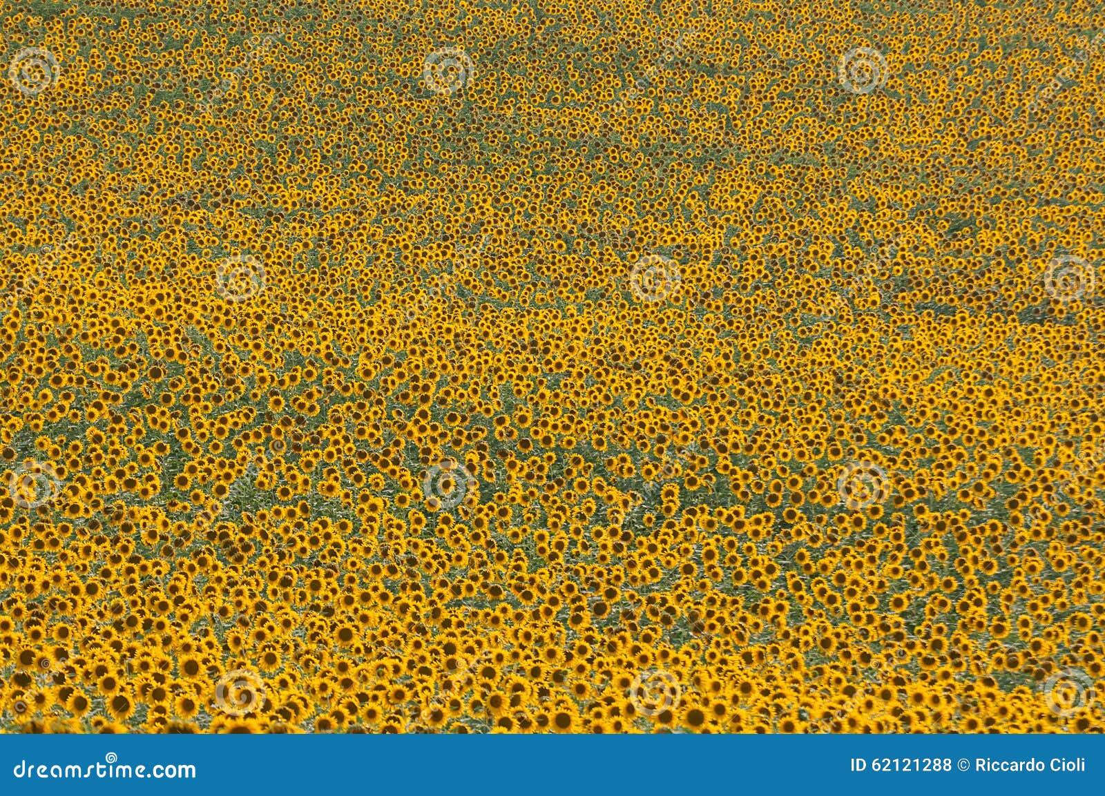 Sunflowers texture stock photo. Image of background, nature - 62121288