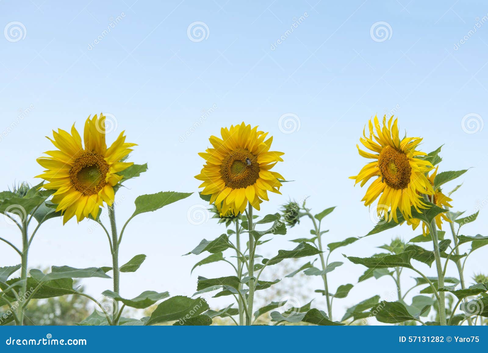 Sunflowers stock photo. Image of sunflower, crop, turn - 57131282
