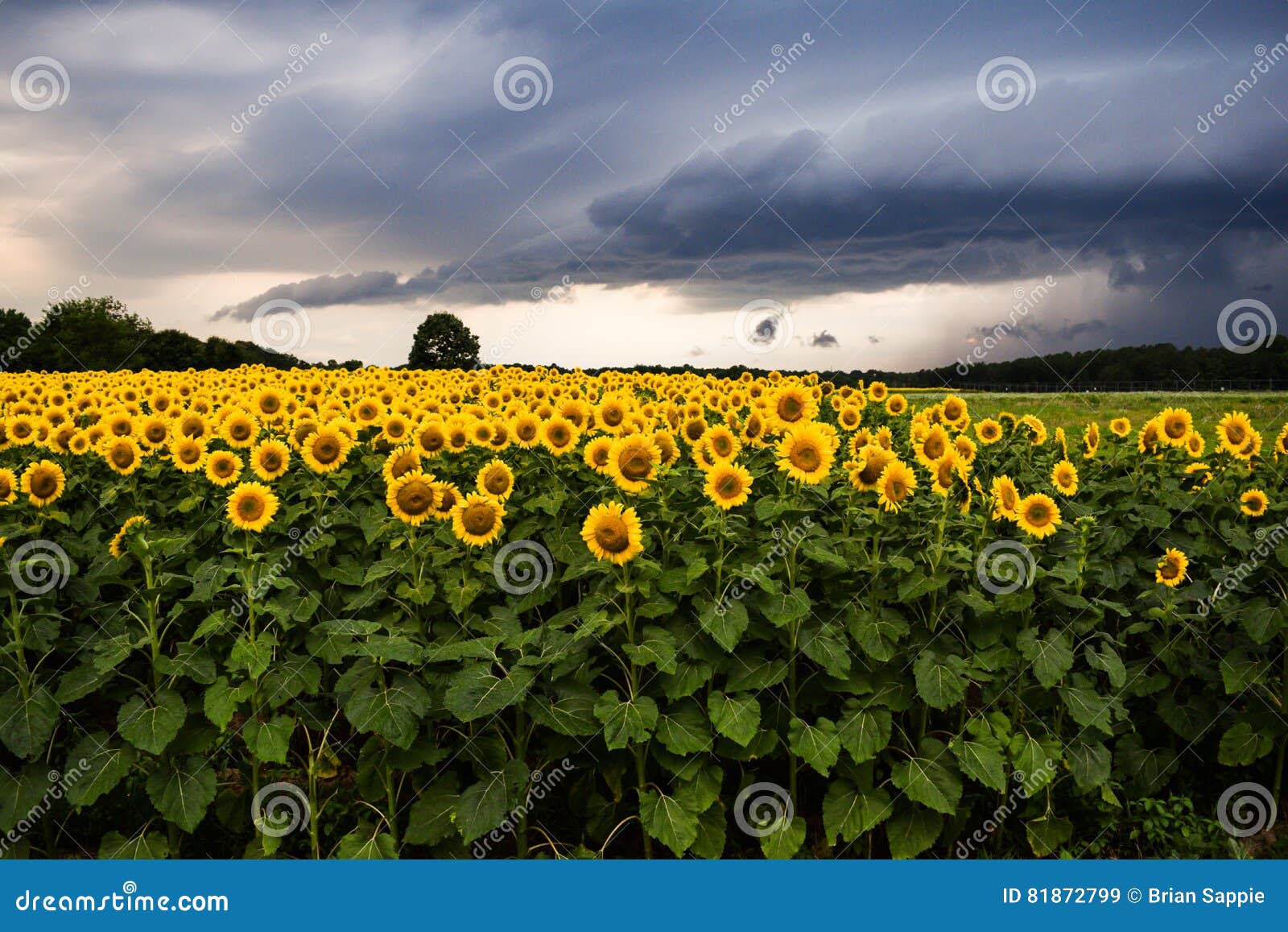 Sunflowers with Thunderstorm Stock Image - Image of grey, thunderstorm ...