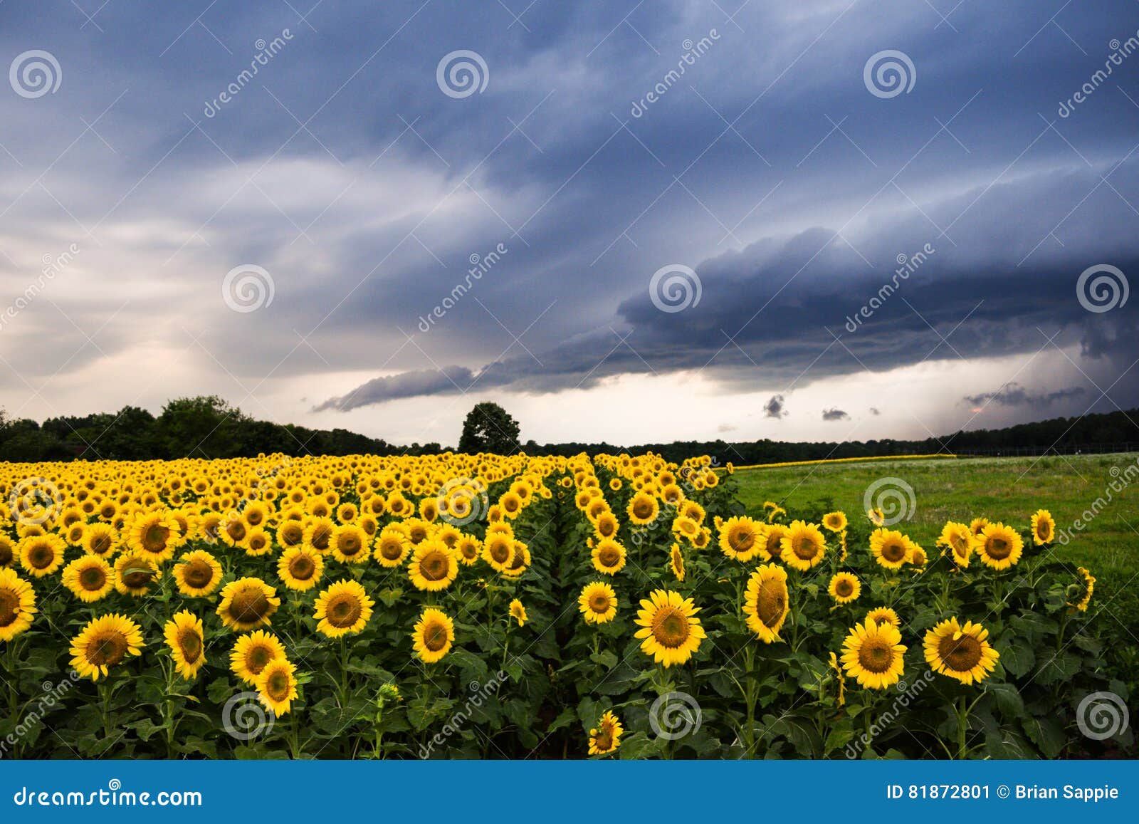 Sunflowers with Thunderstorm Stock Image - Image of ocean, sunflowers ...