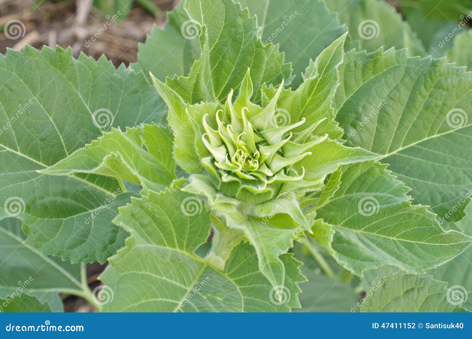 Sunflowers tree stock photo. Image of togrow, plants - 47411152