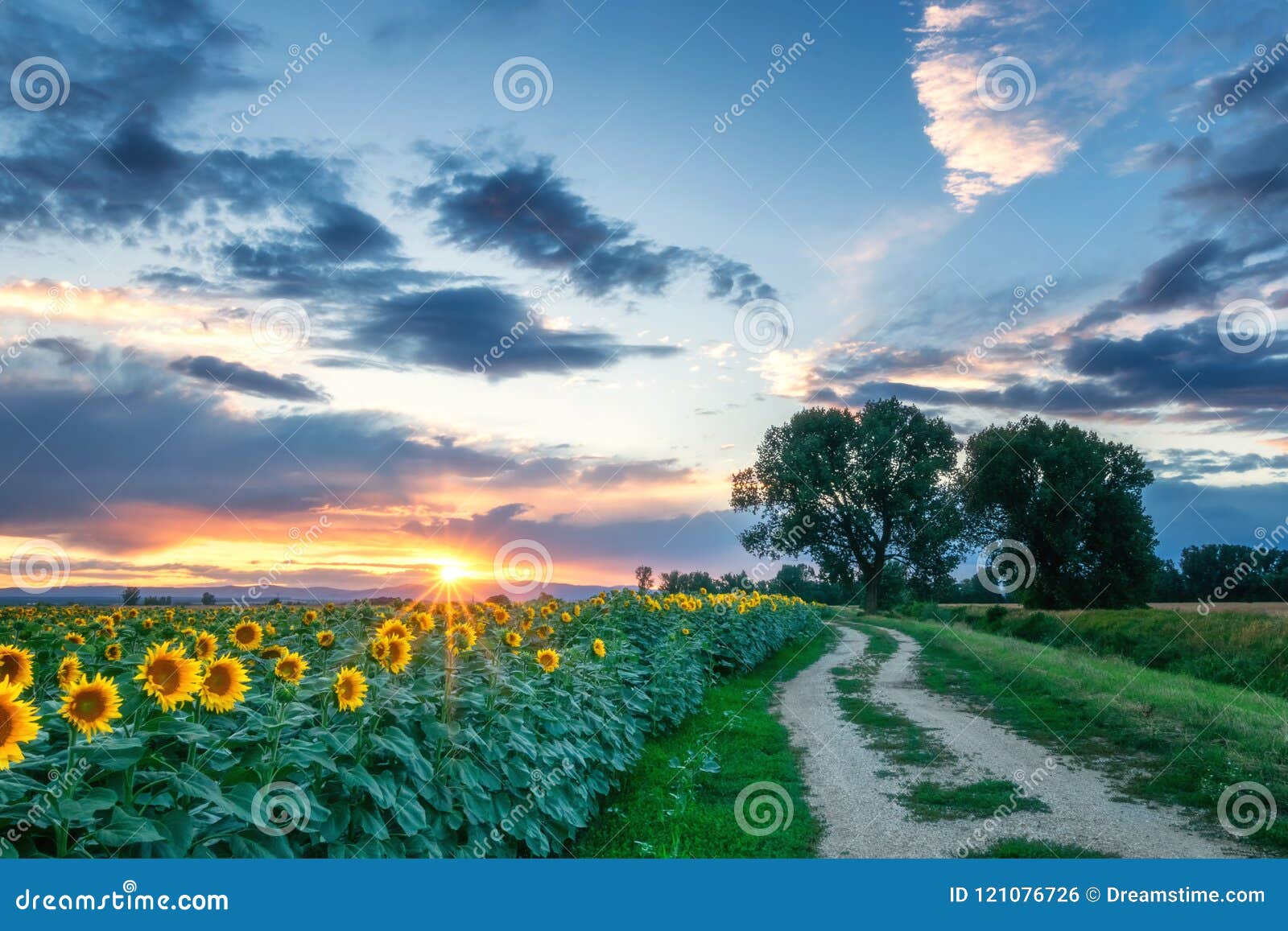 Sunflowers with Trees in Sunset Stock Photo - Image of sunset ...