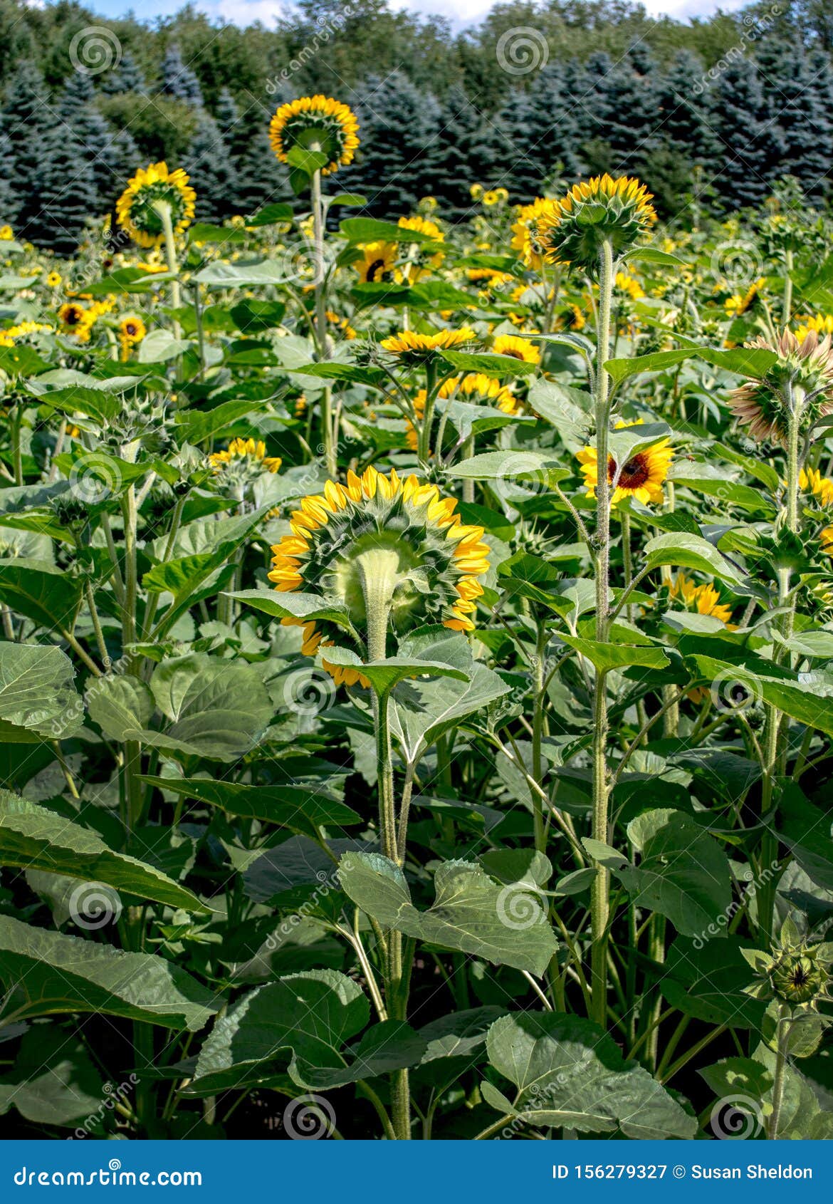 Sunflowers Turned Looking for Sun Stock Image - Image of illuminated ...