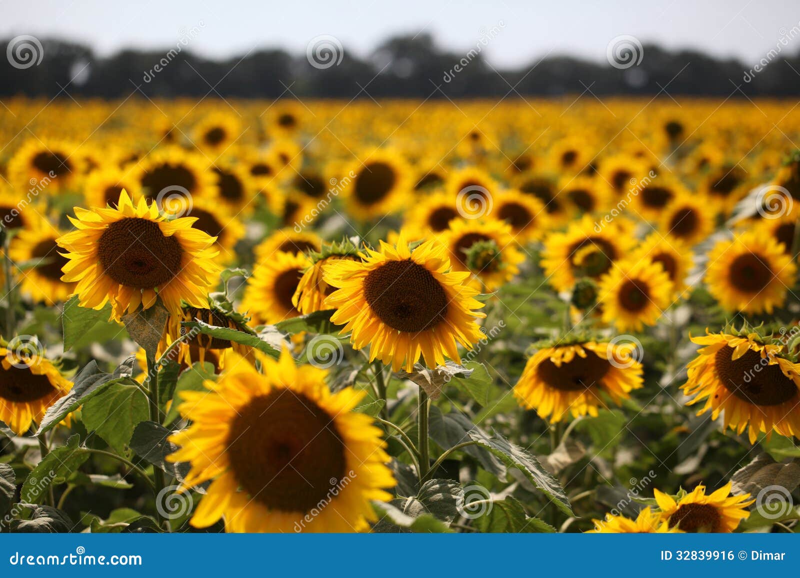 Sunflowers Under the Happy Sun Stock Photo - Image of outdoor, seats ...