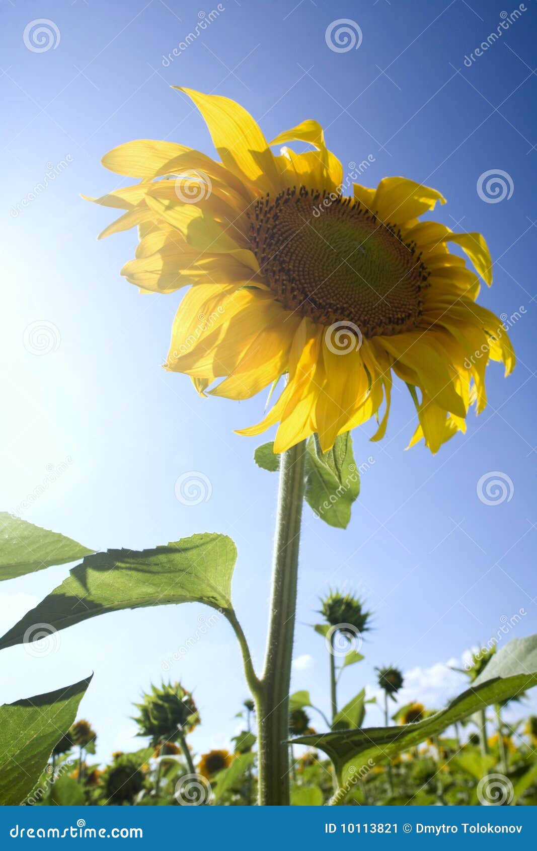 Sunflowers Under the Sunlight Stock Image - Image of peaceful, fragrant ...