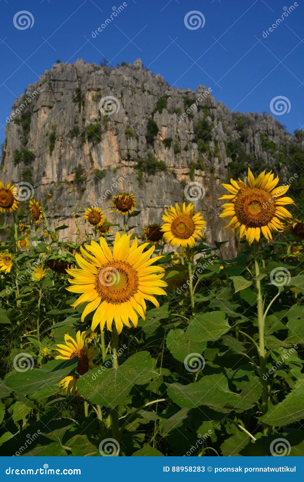 Sunflowers in valley stock image. Image of field, cultivated - 88958283