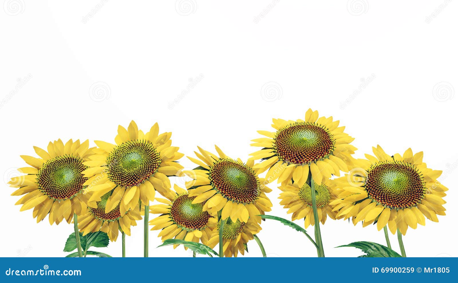 Sunflowers Footer Border Seamless Tile Isolated On Transparent ...