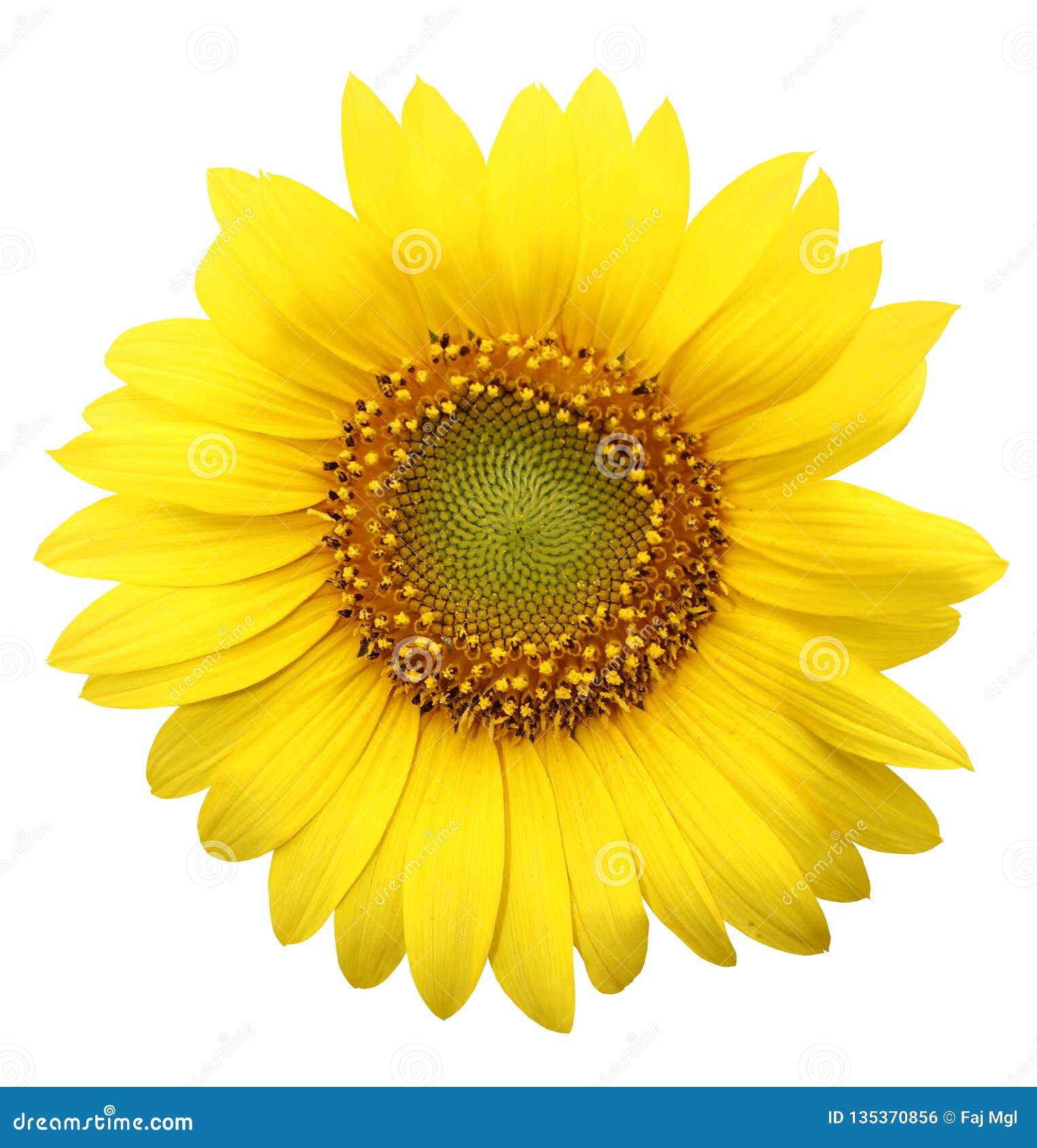 Sunflowers with White Background Stock Photo - Image of background ...