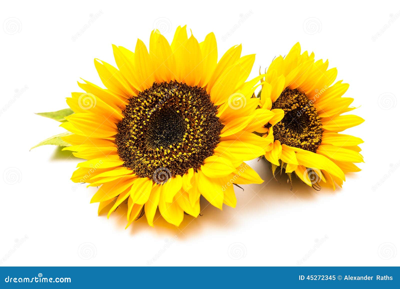 Sunflowers on the White Background Stock Image - Image of blooms, flora ...