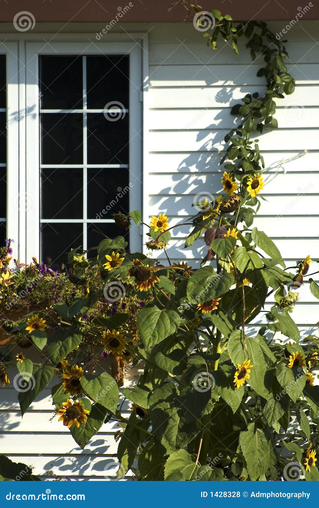 Sunflowers and window stock photo. Image of climbing, siding - 1428328