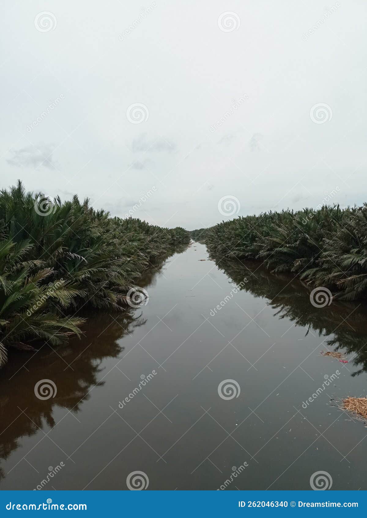 Sungai Buaya River photo stock photo. Image of canal - 262046340