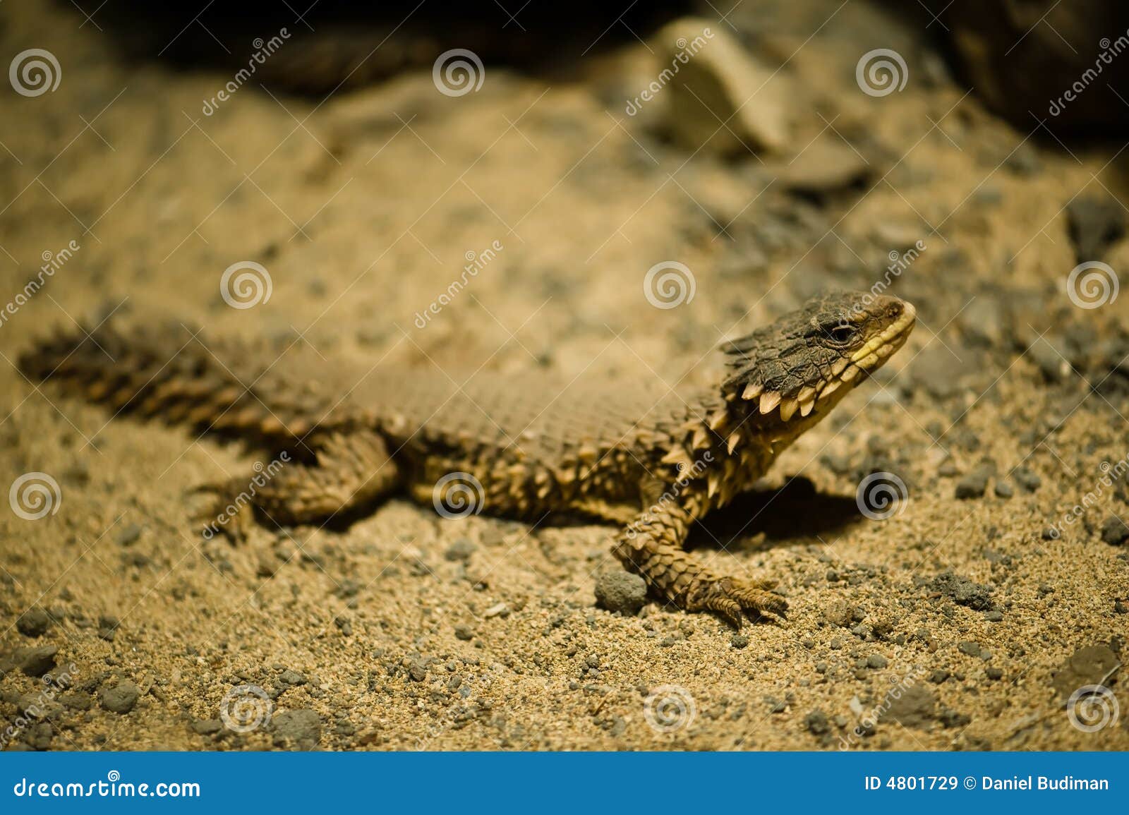 Sungazer stock image. Image of brown, small, captivity - 4801729