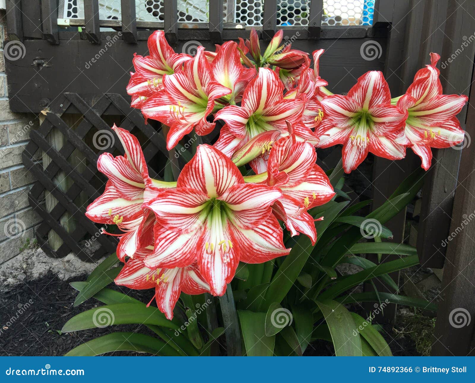 Stargazer stock photo. Image of pink, bright, green, garden - 74892366