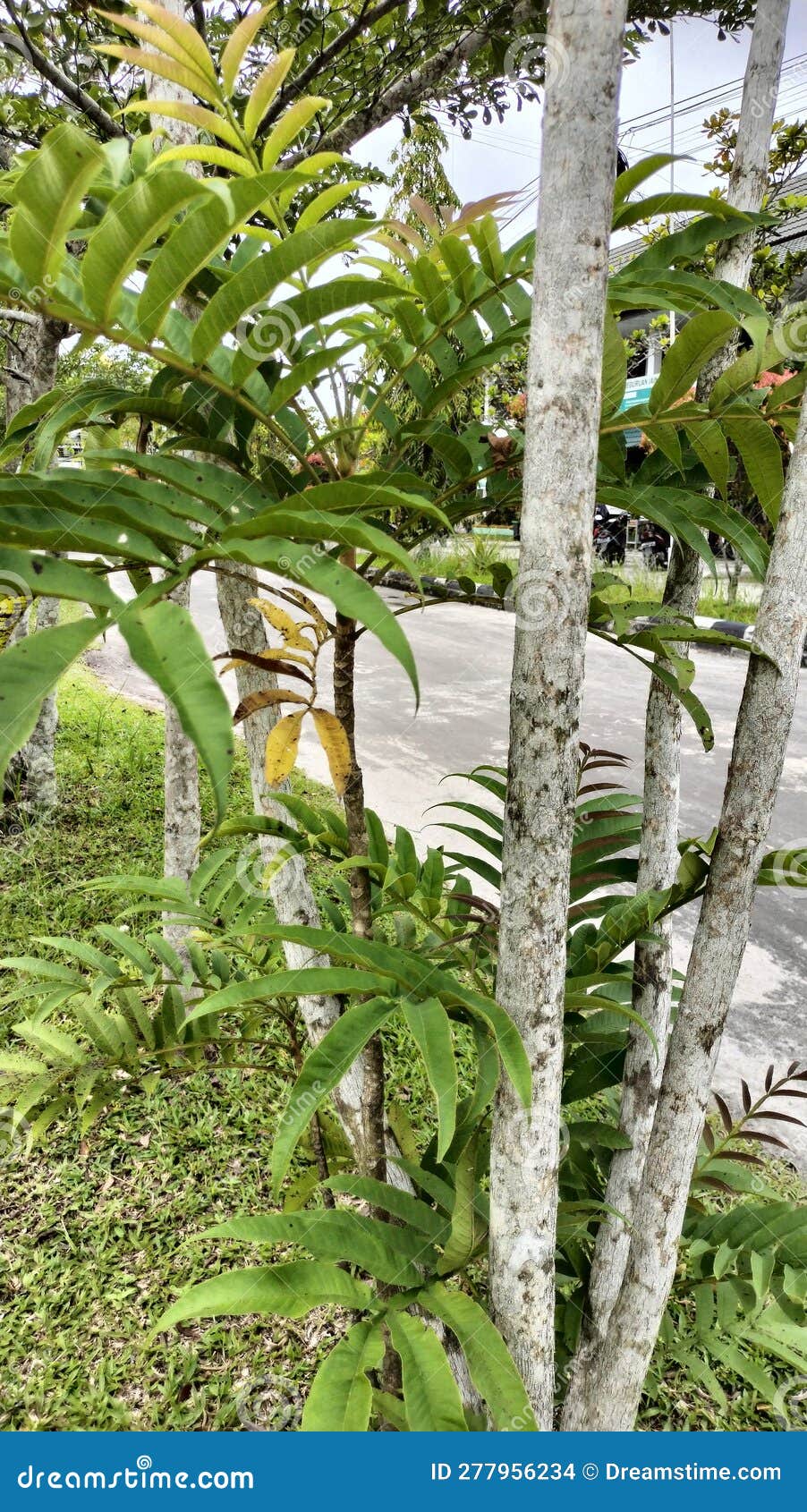 Sungkai Tree & X28;Peronema Canescens& X29; Growing on the Side of the ...