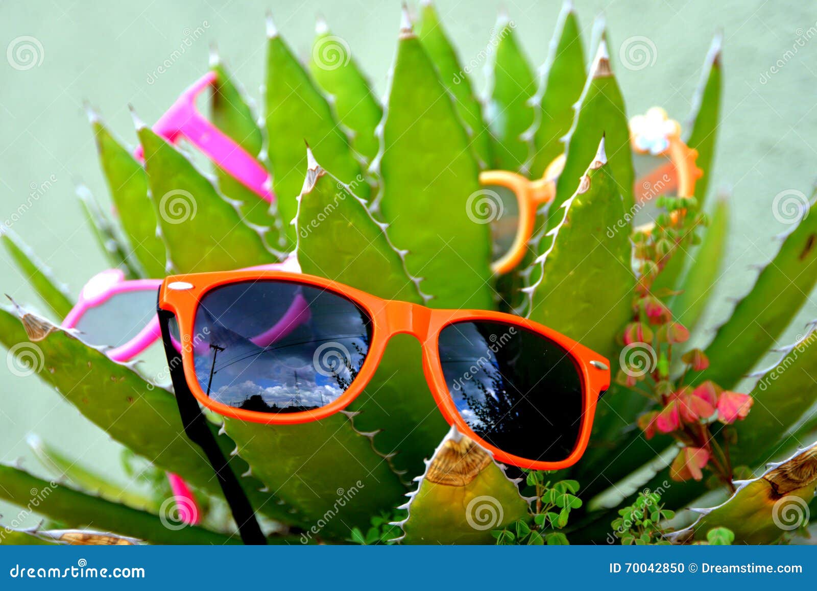 Sunglass Cacti stock photo. Image of neon, cacti, cute - 70042850
