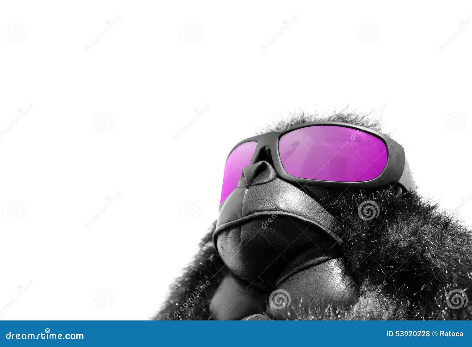Sunglasses monkey stock photo. Image of glasses, black - 53920228