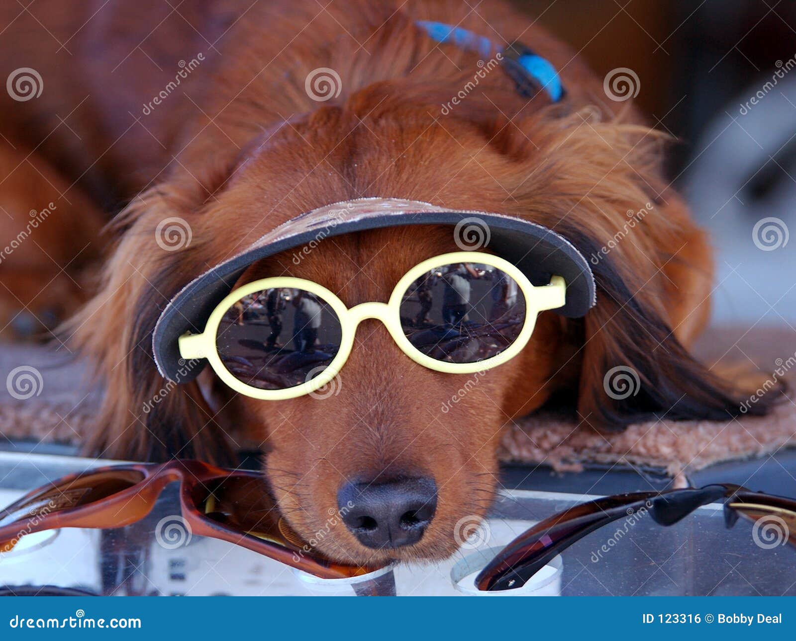 Sunglasses Puppy Dog stock photo. Image of daschund, canine - 123316
