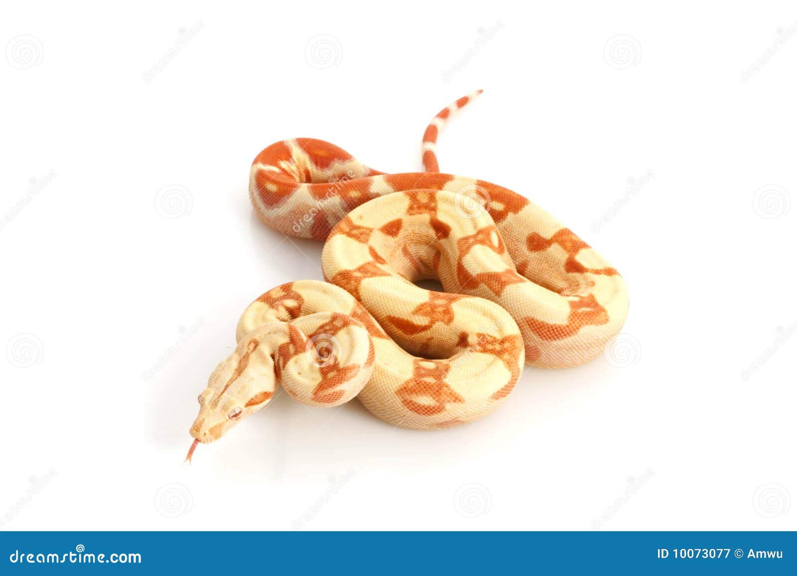 Columbian Red Tailed Boa Constrictor Stock Photos - Free & Royalty-Free ...