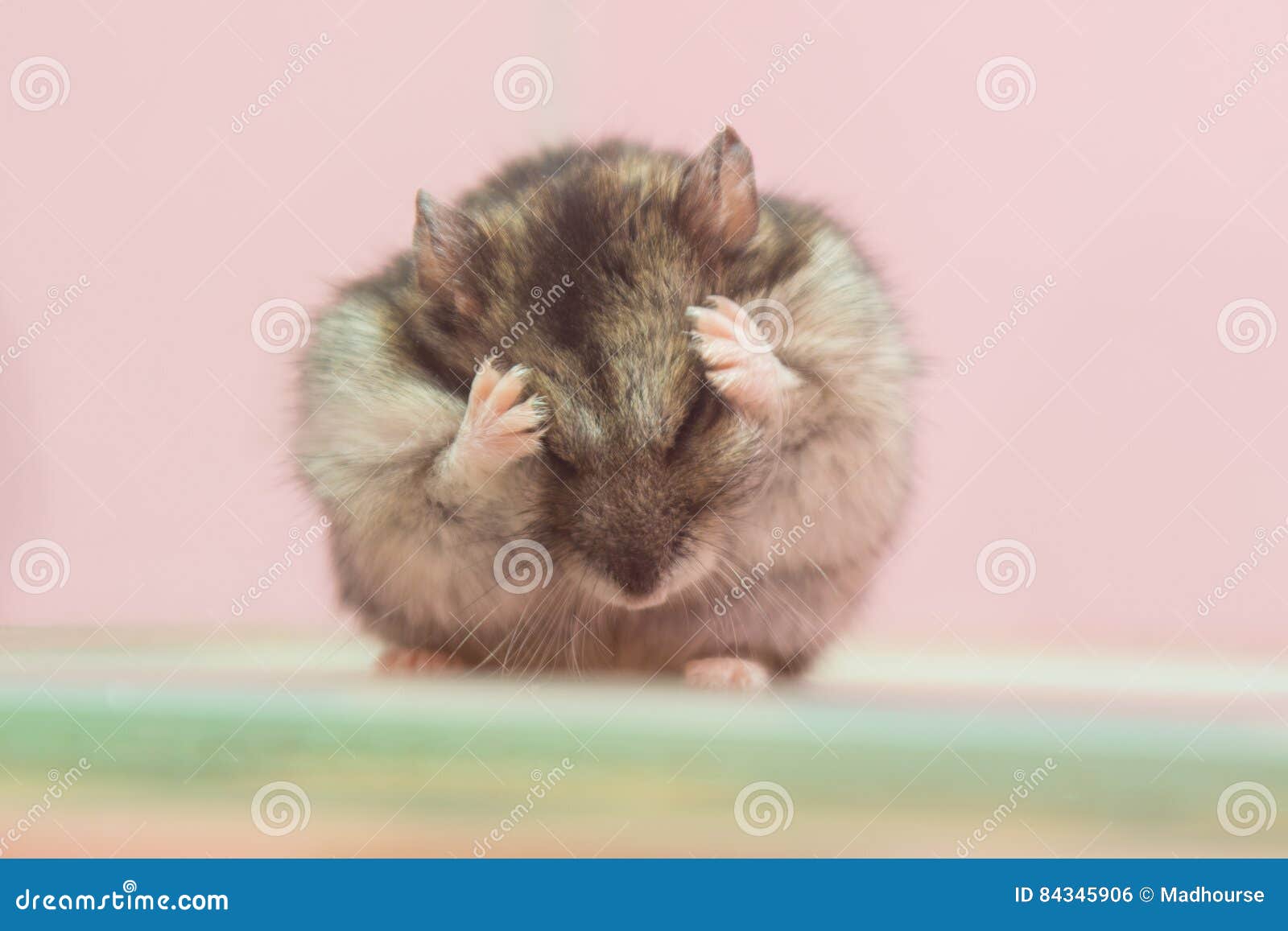 Sungursky hamster washes stock photo. Image of chistyulya - 84345906