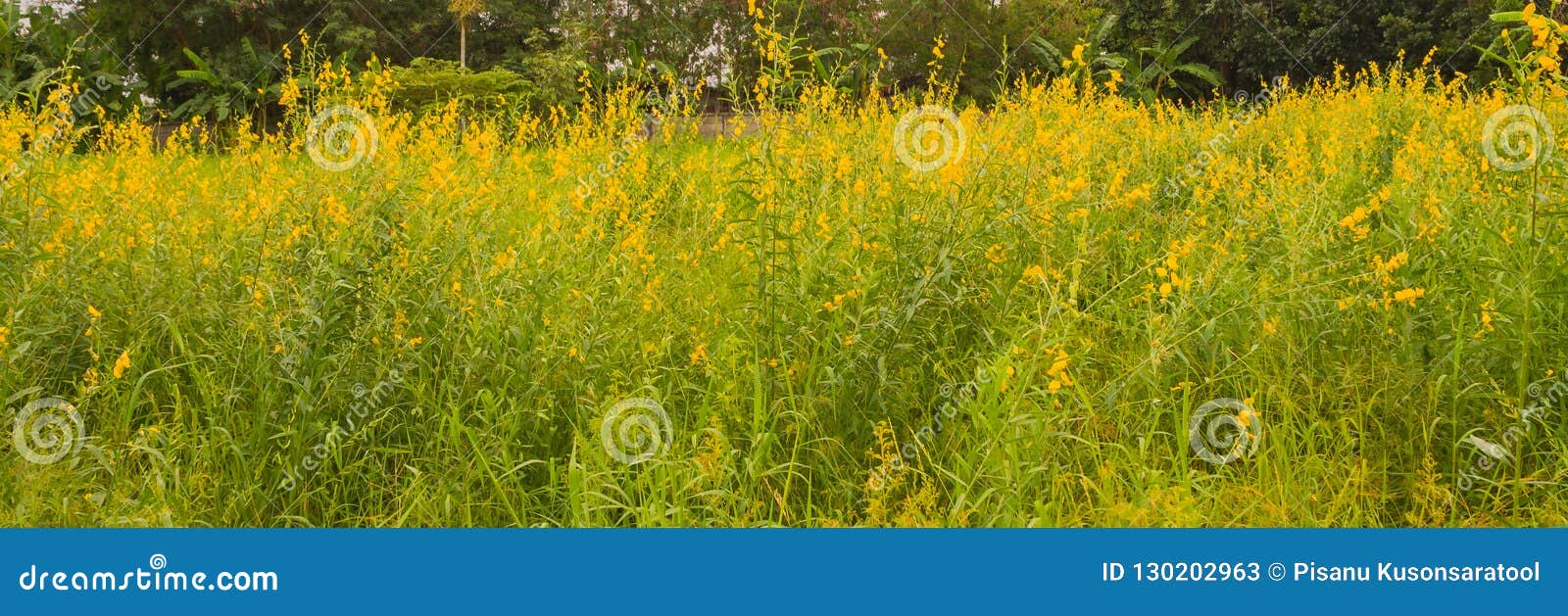 Sunhem plant stock image. Image of blossom, fresh, botany - 130202963