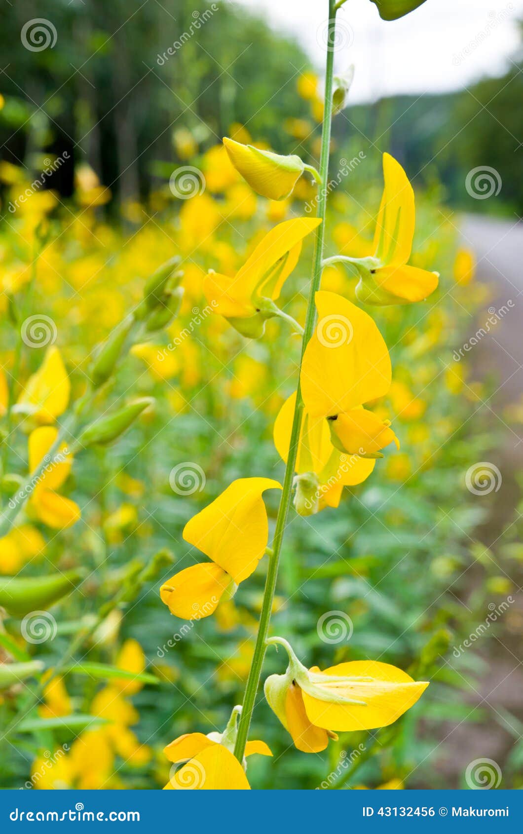 Sunhemp stock photo. Image of crotalaria, grow, flower - 43132456