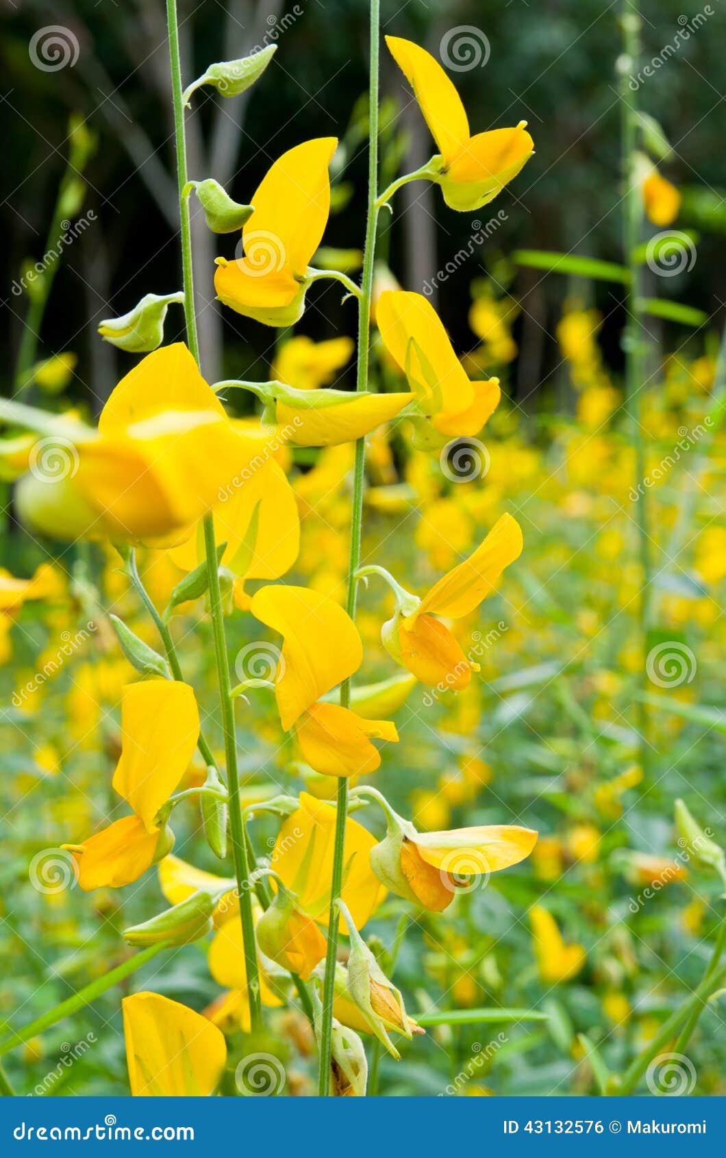 Sunhemp stock photo. Image of grass, agriculture, manure - 43132576