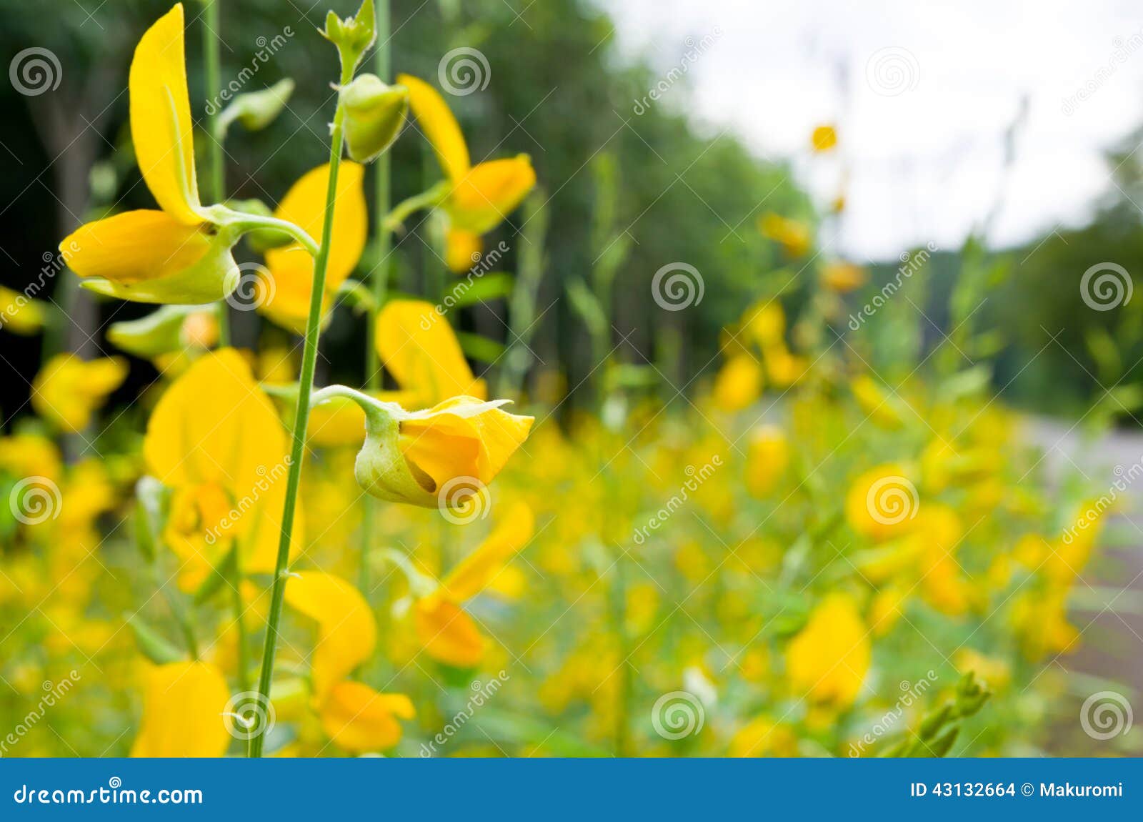 Sunhemp stock photo. Image of ecology, agriculture, bloom - 43132664