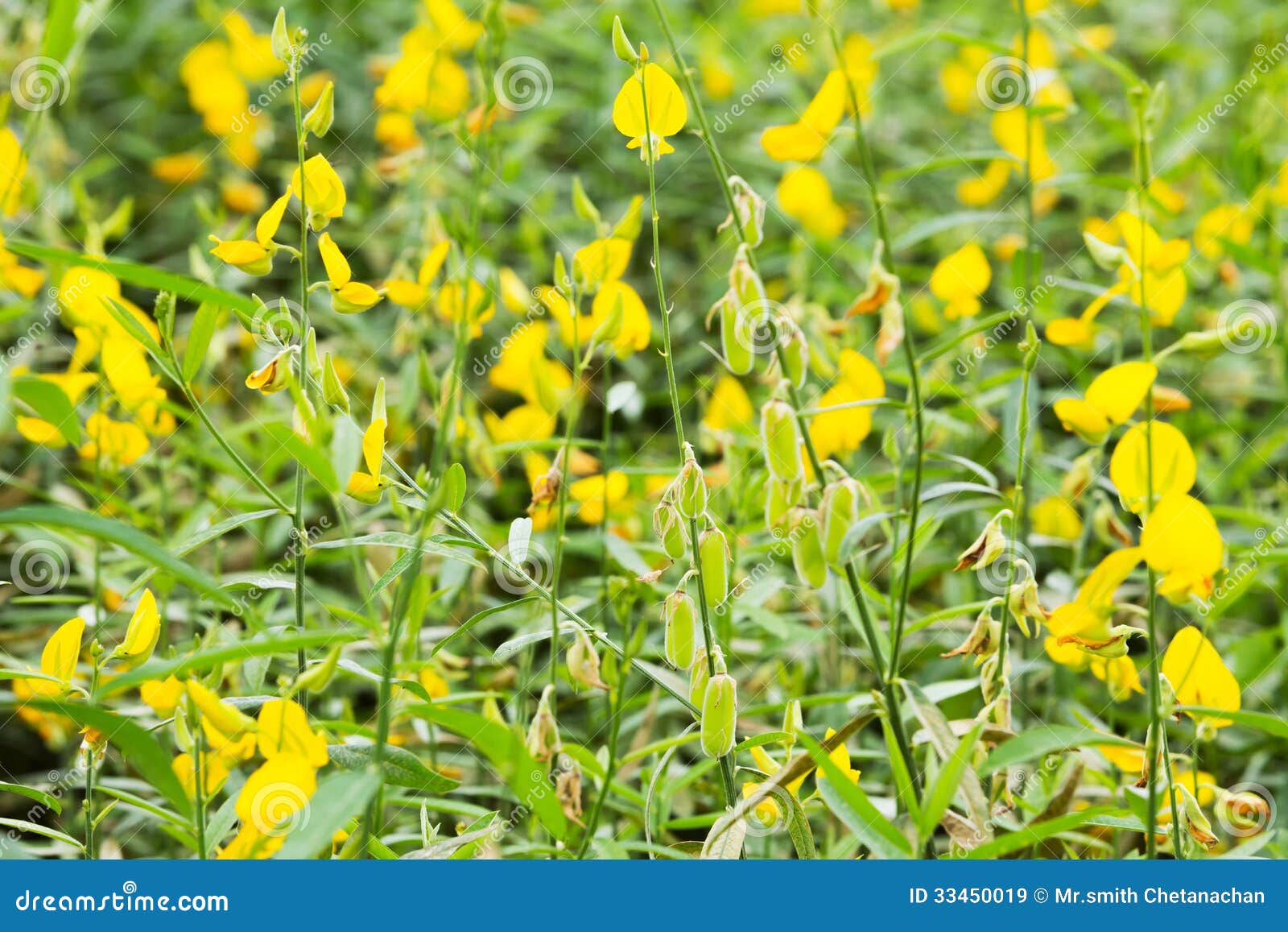 Sunhemp stock image. Image of bright, juncea, landscape - 33450019