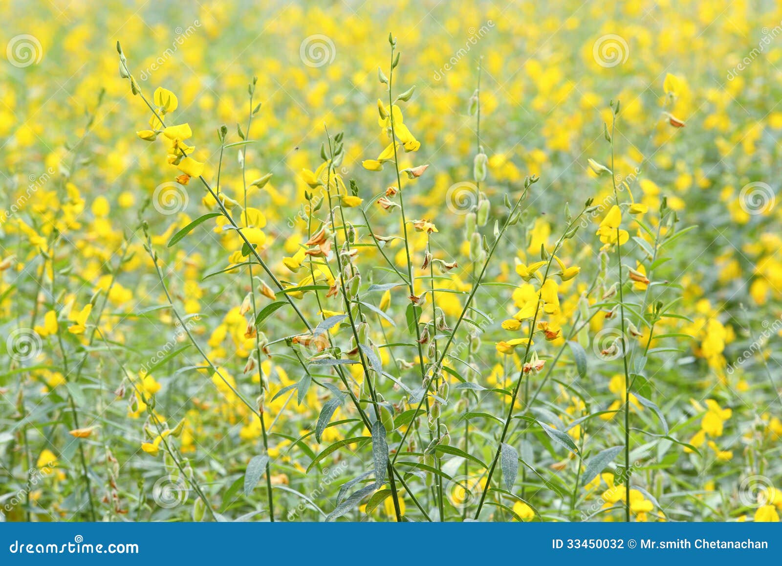 Sunhemp stock photo. Image of bloom, improvement, juncea - 33450032