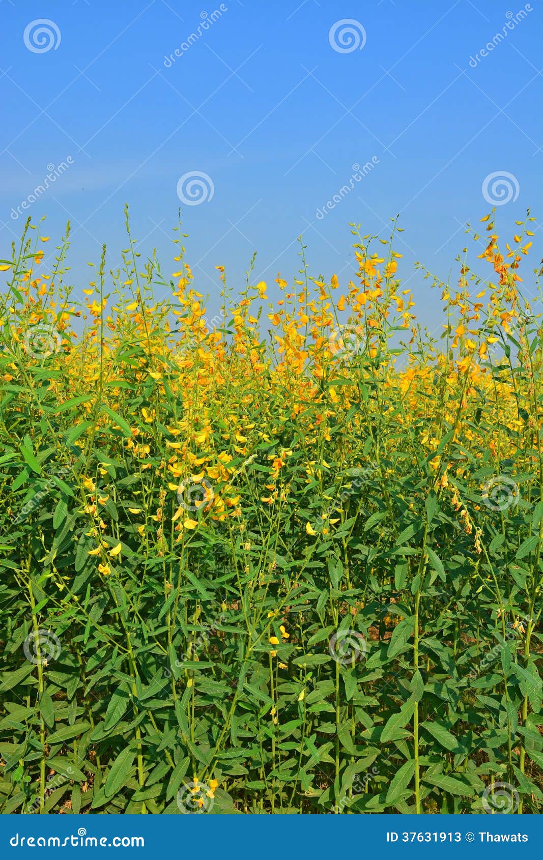 Sunhemp field stock image. Image of agriculture, flower - 37631913