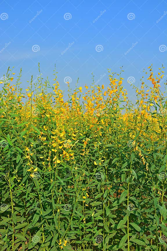 Sunhemp field stock image. Image of agriculture, flower - 37631913