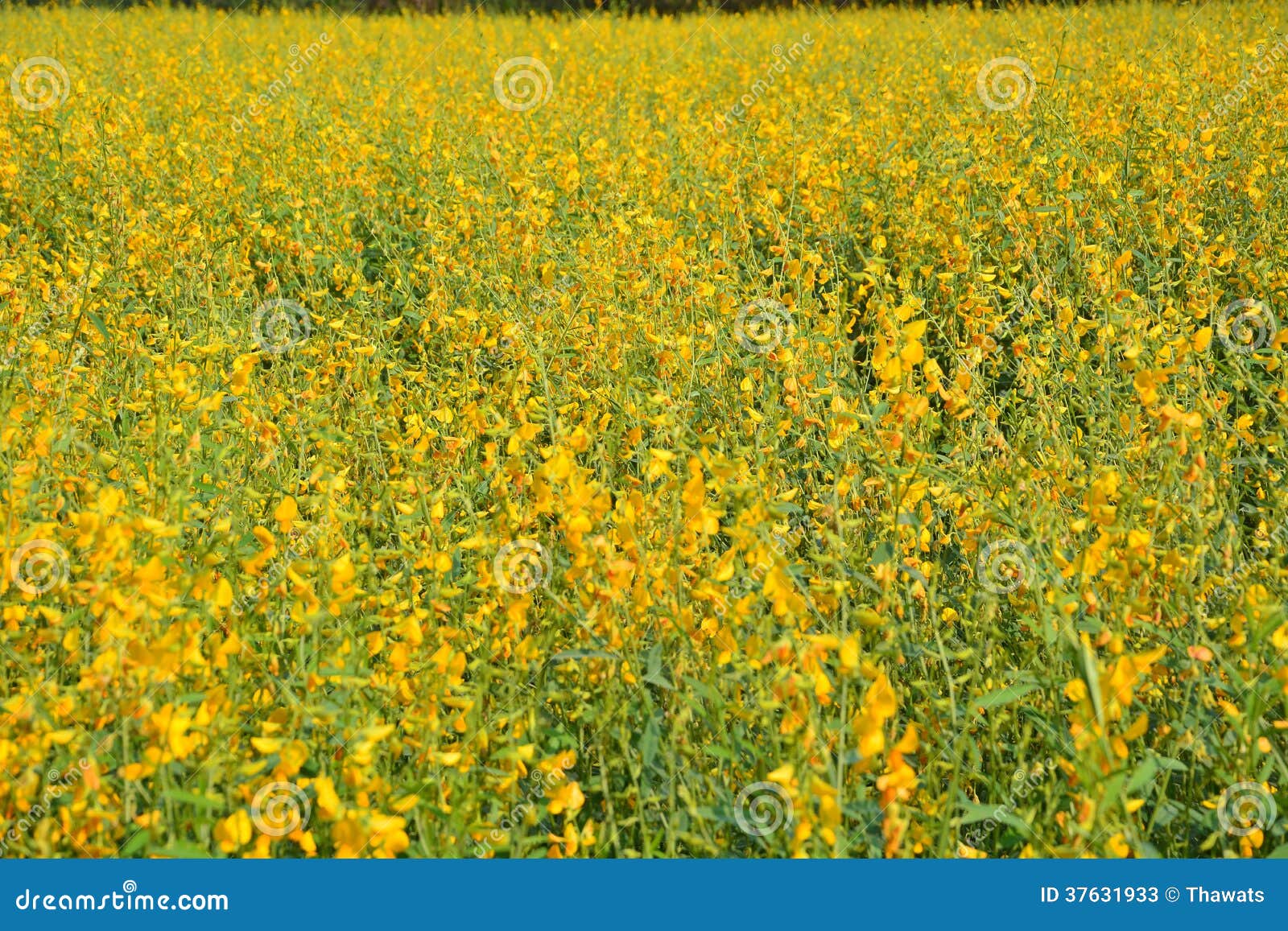 Sunhemp field stock image. Image of beautiful, nature - 37631933