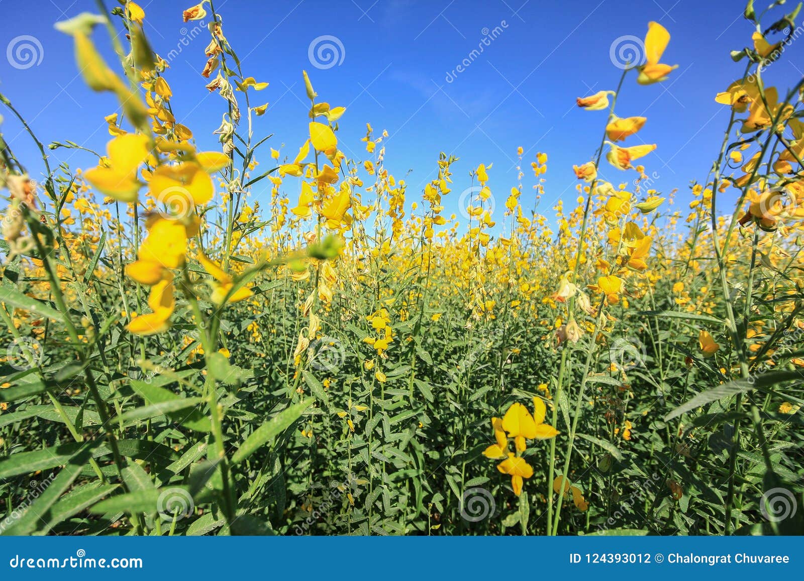 Sunhemp field in blue sky stock photo. Image of floral - 124393012
