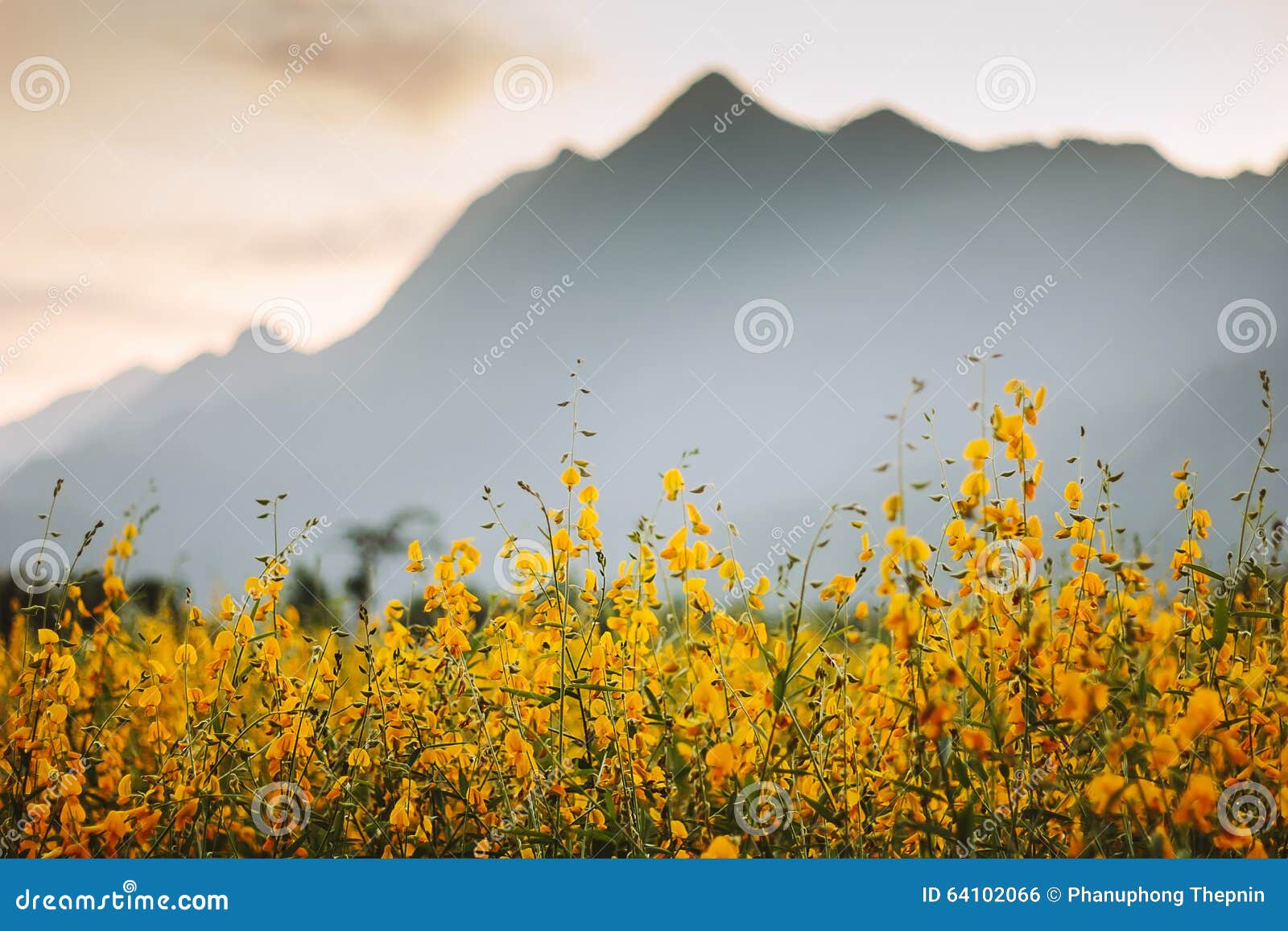 Sunhemp Flowe with Mountain. Stock Photo - Image of flora, action: 64102066