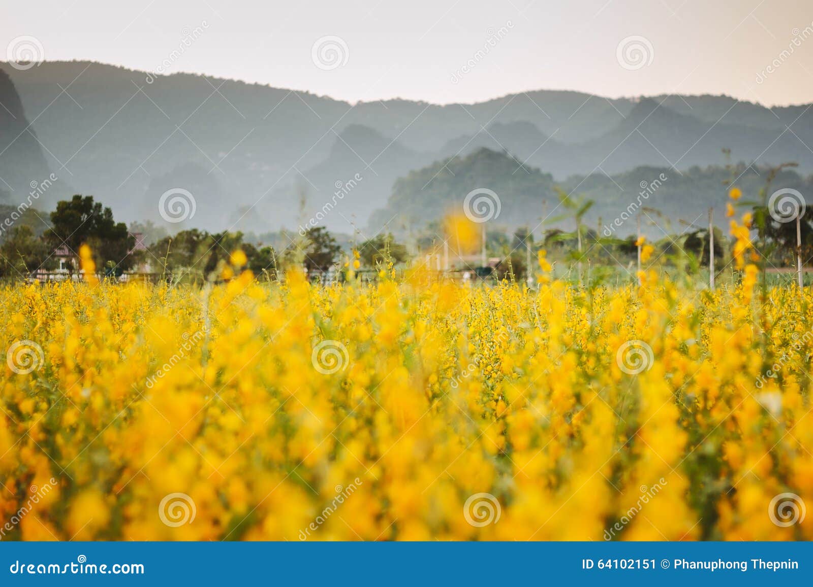 Sunhemp Flowe with Mountain. Stock Image - Image of background ...
