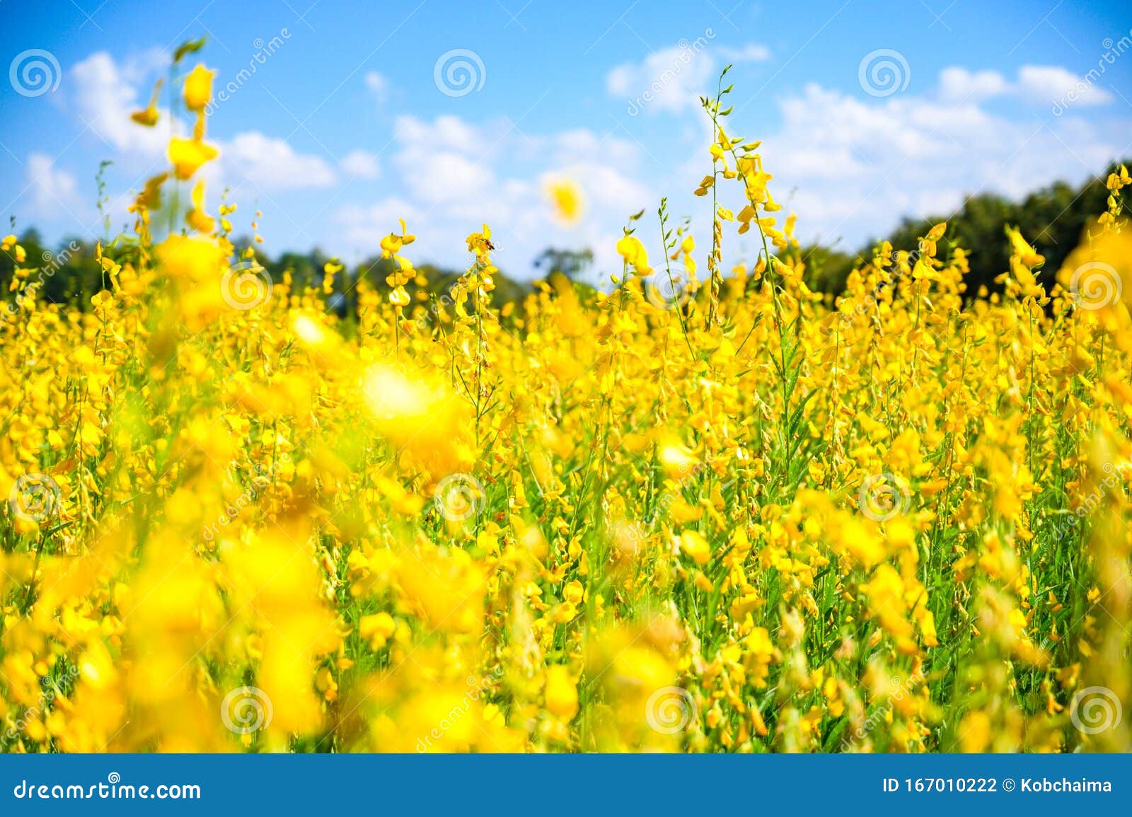 Sunhemp Flower with Blue Sky Stock Photo - Image of hemp, blossom ...