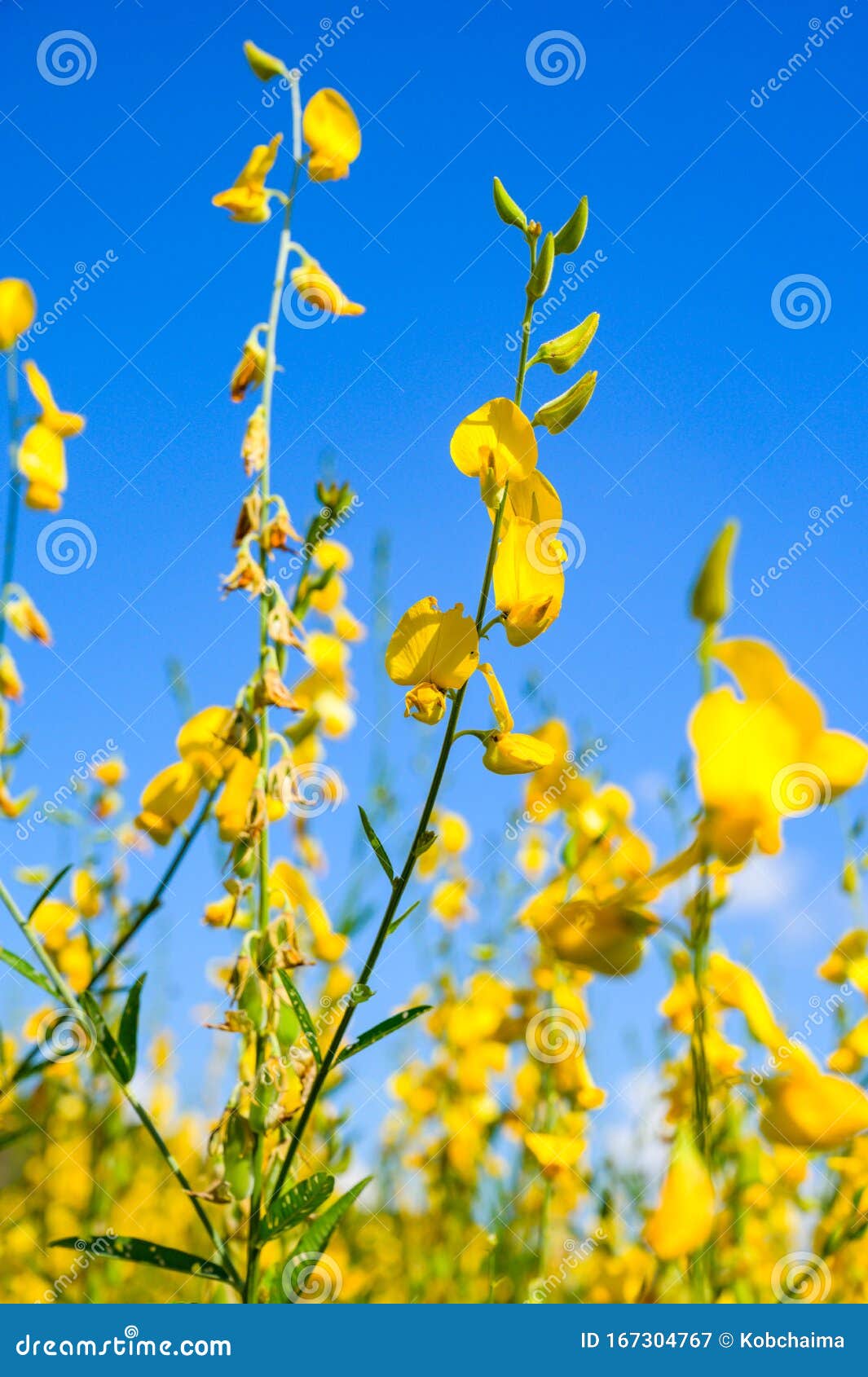Sunhemp Flower with Blue Sky Stock Image - Image of natural, green ...