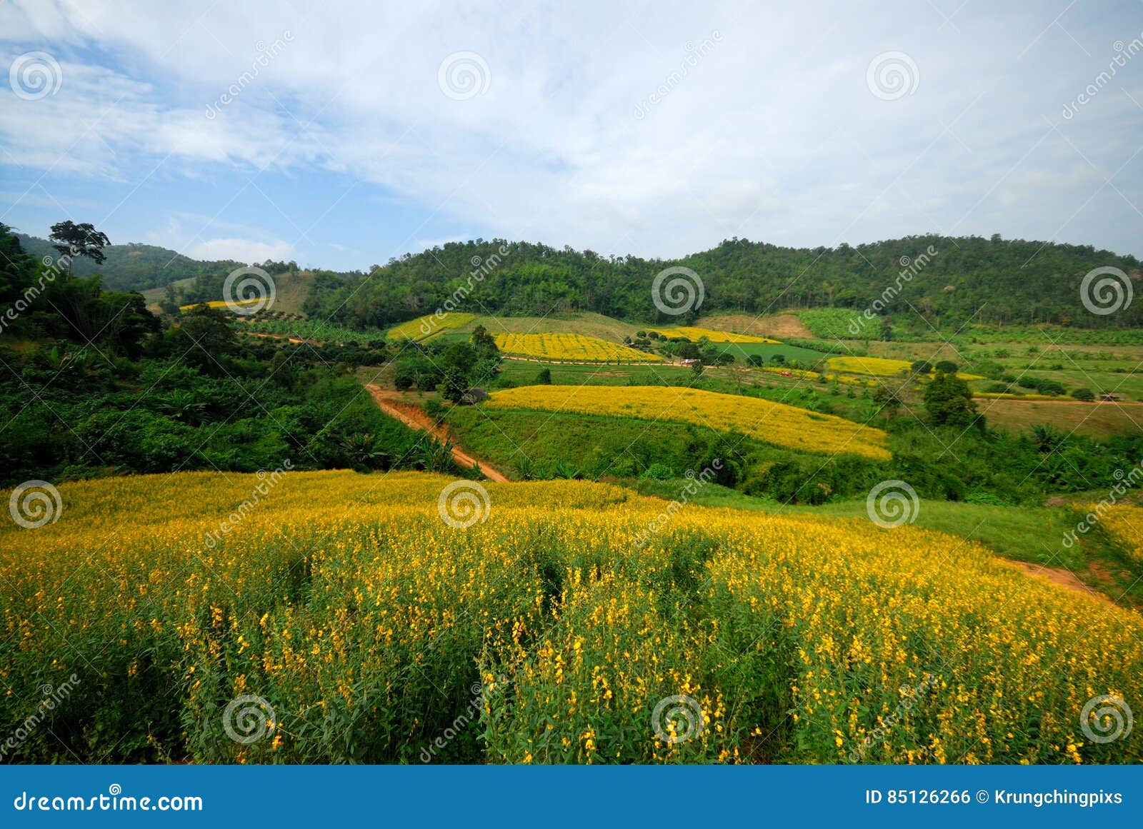 Sunhemp flower filed stock photo. Image of nature, season - 85126266