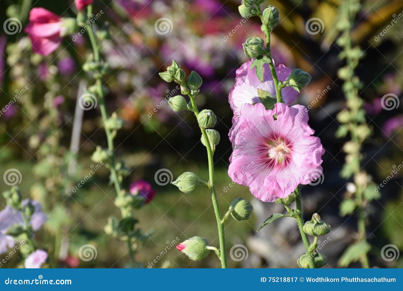 Sunhemp flower stock image. Image of sylvan, crotalaria - 75218817