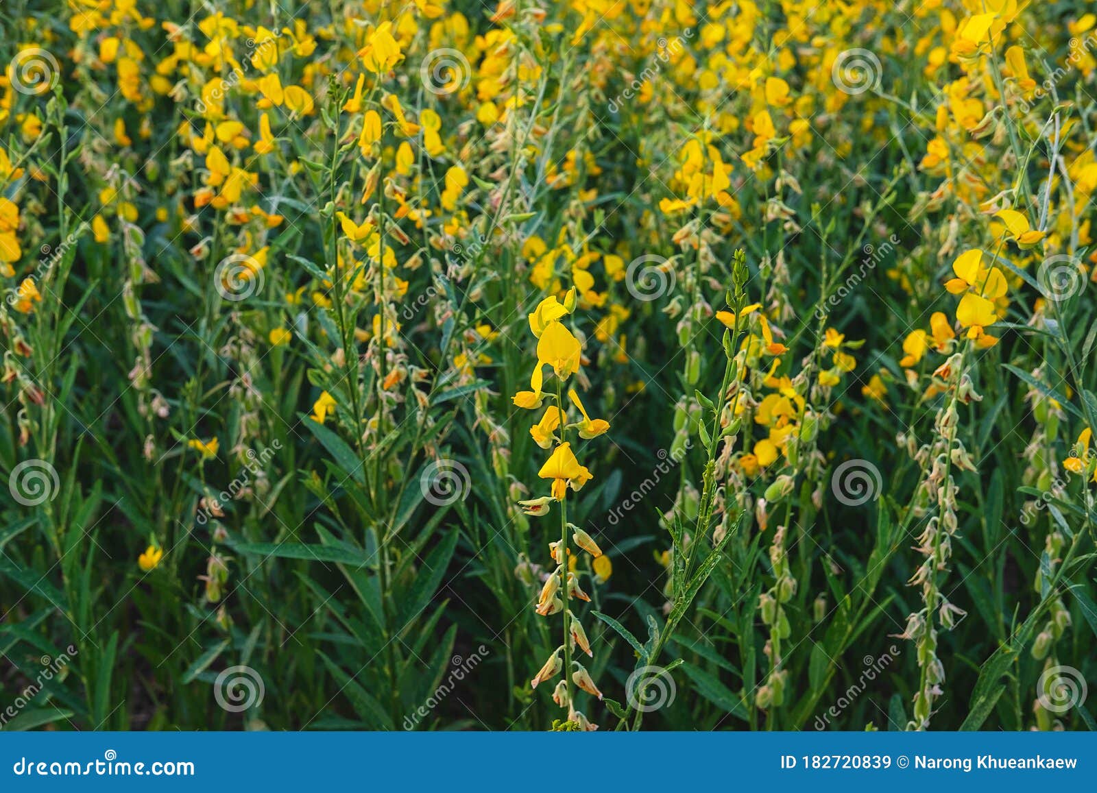 .Sunhemp Flower with Garden Flowers and Flowers Stock Image - Image of ...