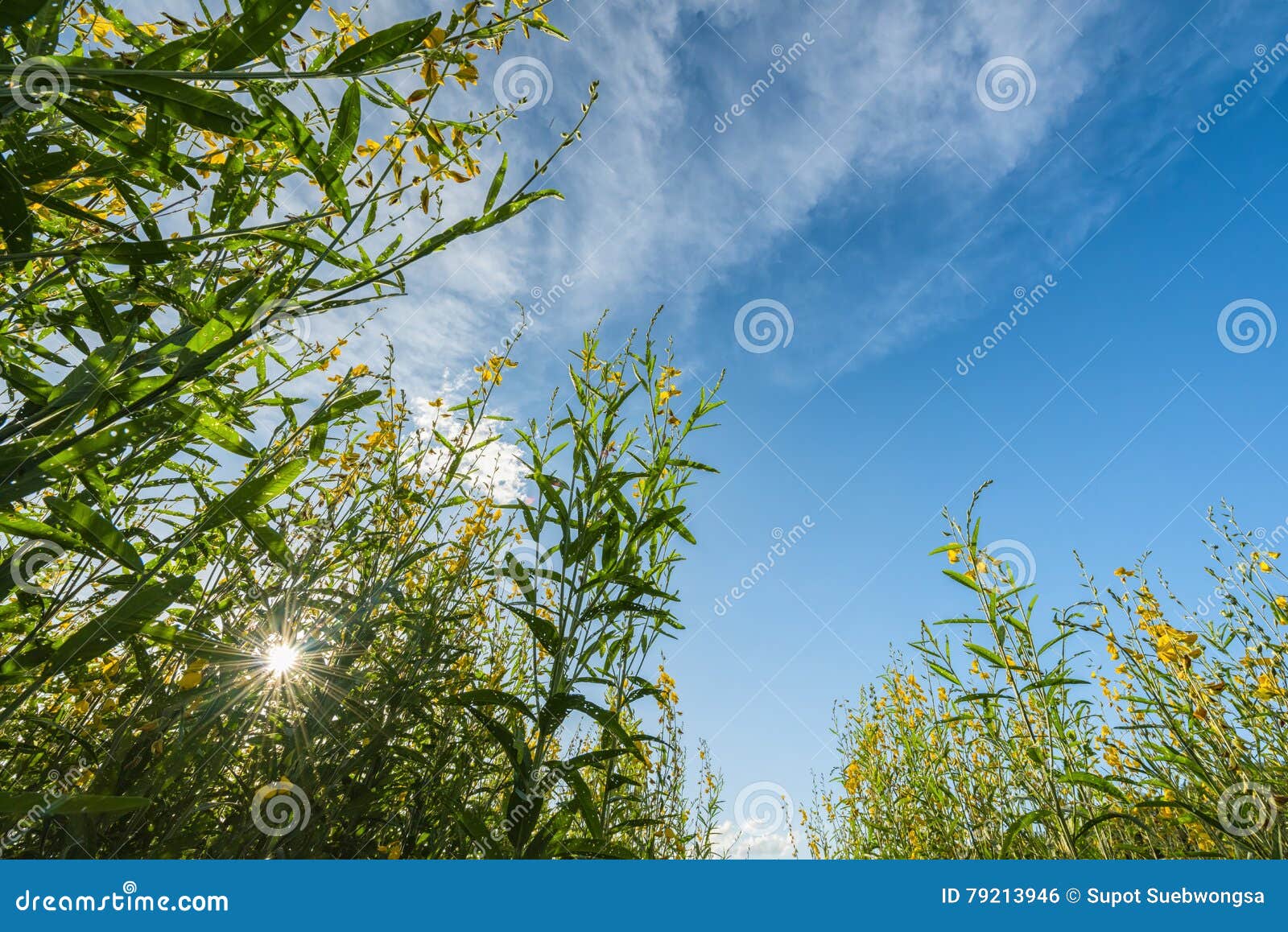 Sunhemp Flowers or Crotalaria Juncea Flower Stock Photo - Image of ...