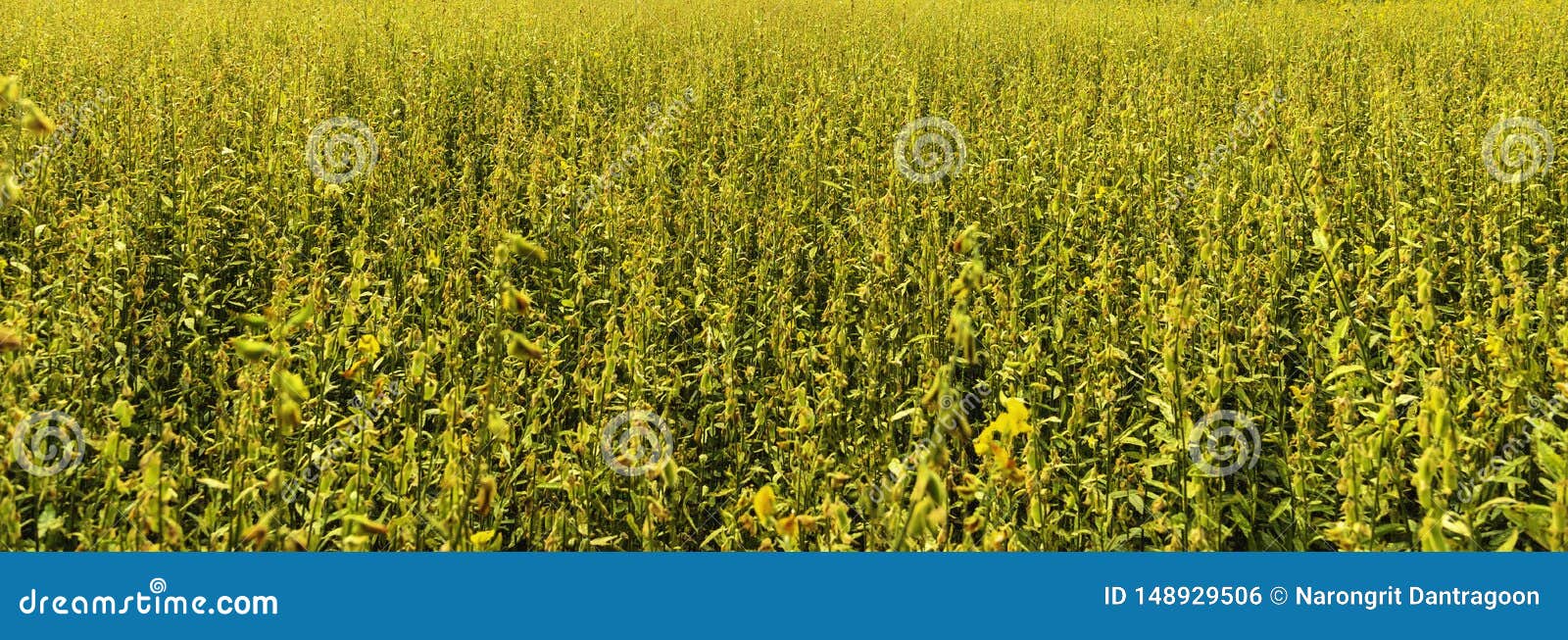 Sunhemp or Sunn Hemp Flower Field Day Time Stock Photo - Image of ...