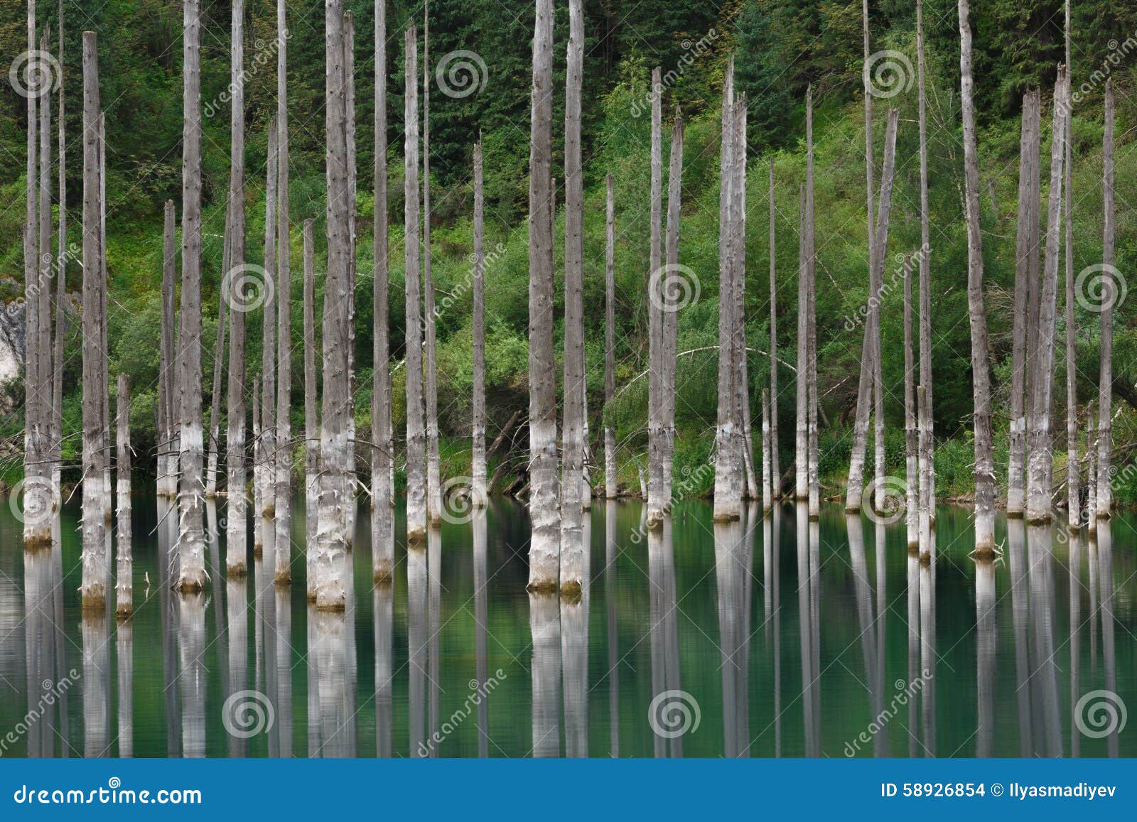 Sunken Forest in the Mountains Stock Photo - Image of space, serene ...