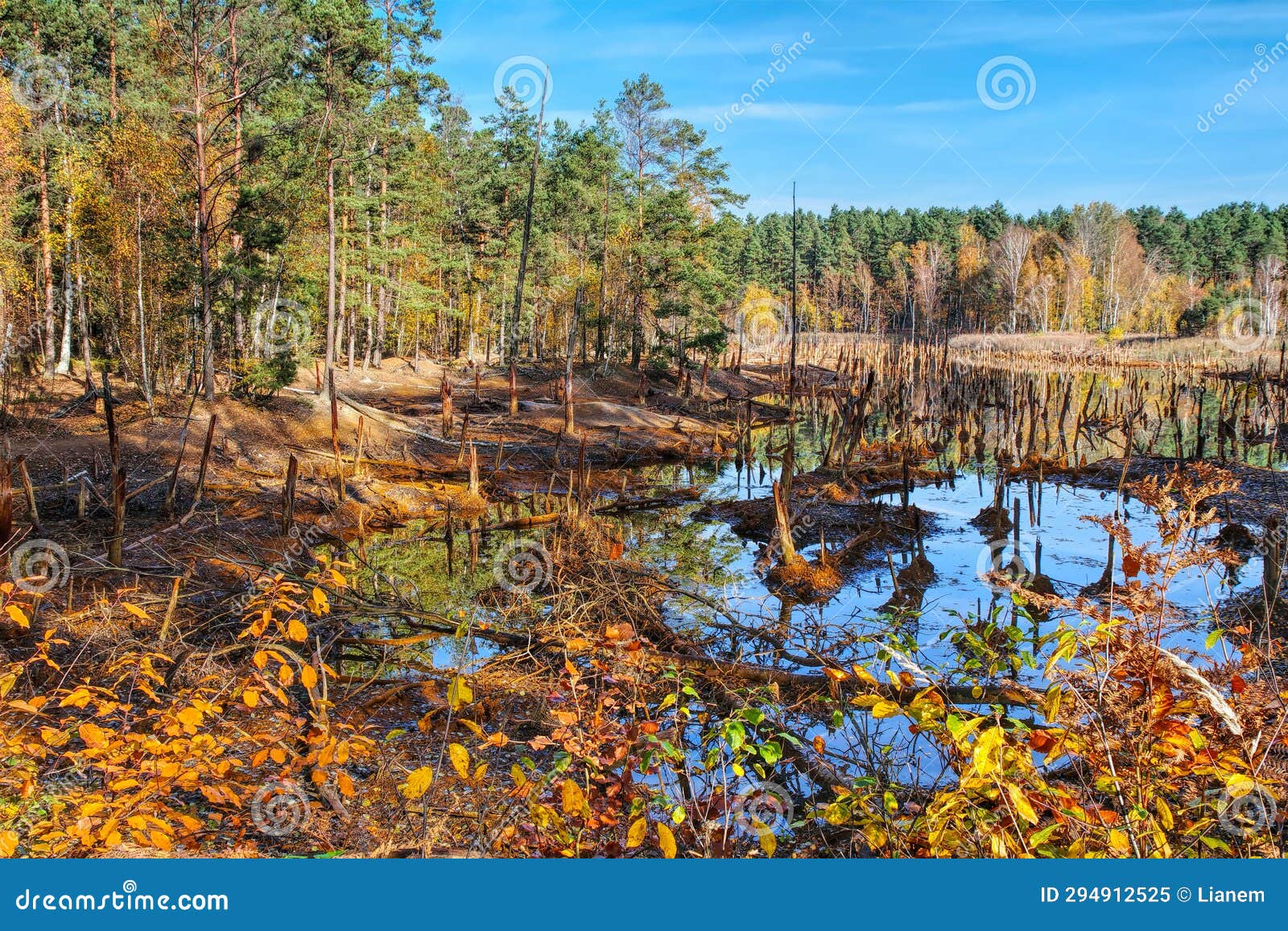 A Sunken Forest in the Swamp Stock Image - Image of reed, landscape ...