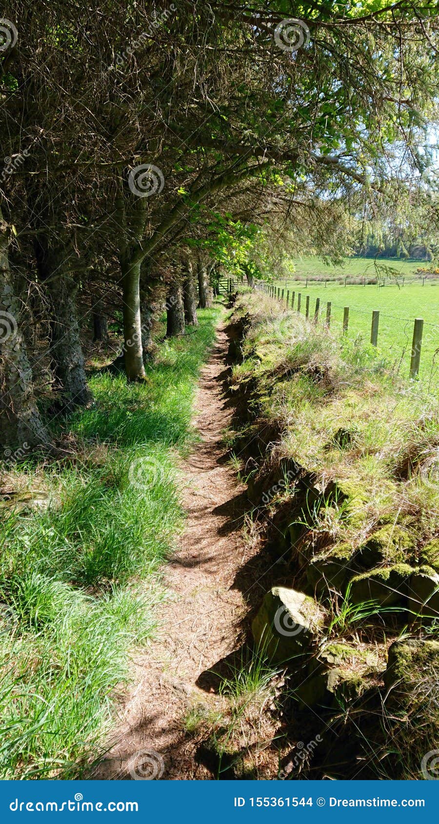 Sunken Path by Field with Overhanging Trees Stock Photo - Image of ...