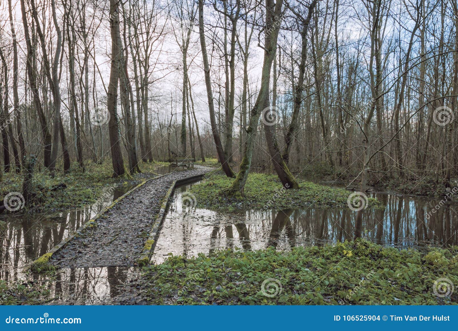 Sunken Path in Forest in Winter Stock Photo - Image of winter, trunk ...