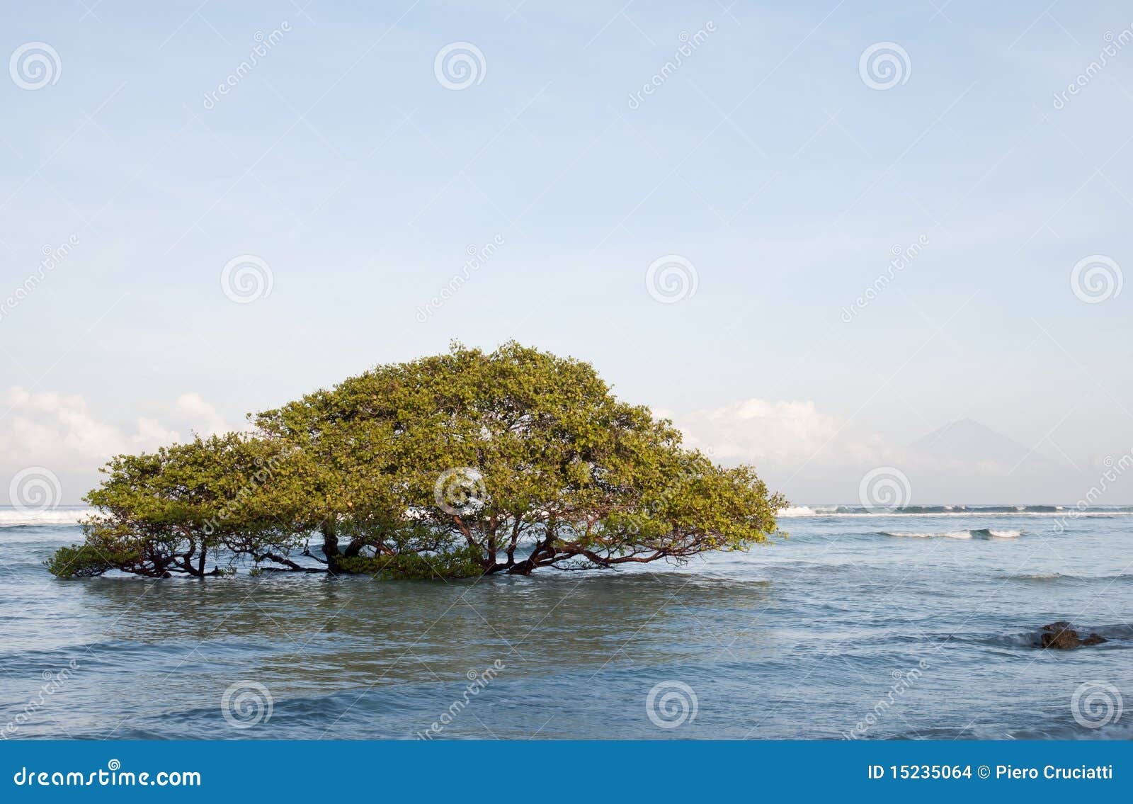 Sunken tree stock photo. Image of tropical, trawangan - 15235064