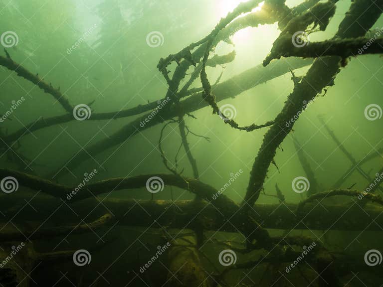 Sunken Trees Underwater in Forest Lake Stock Image - Image of bottom ...