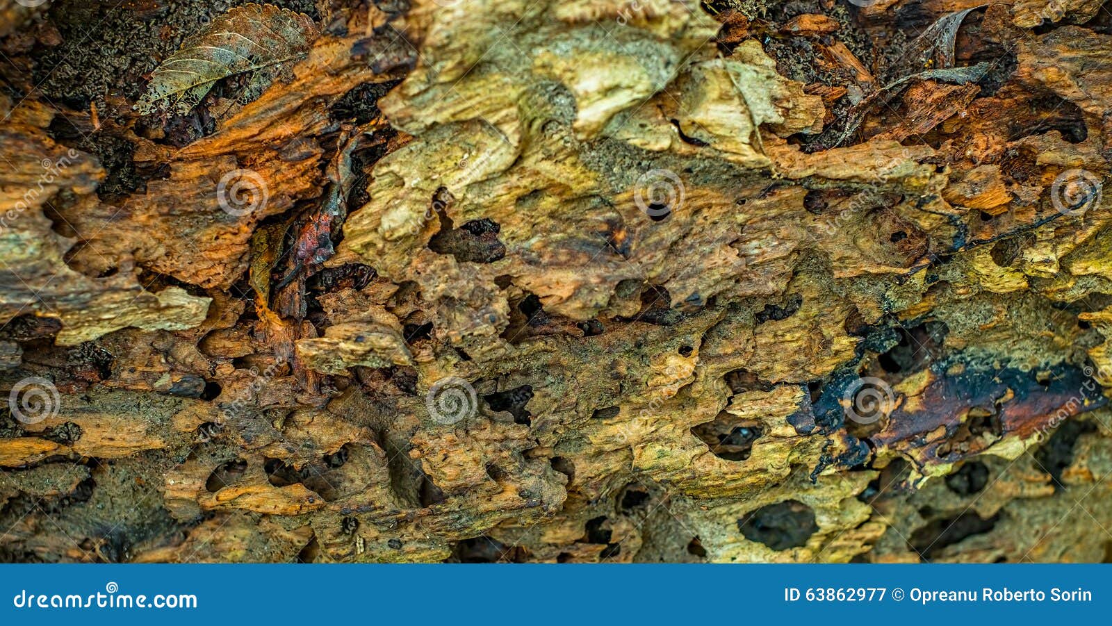 Sunken wood stock image. Image of decay, close, nature - 63862977