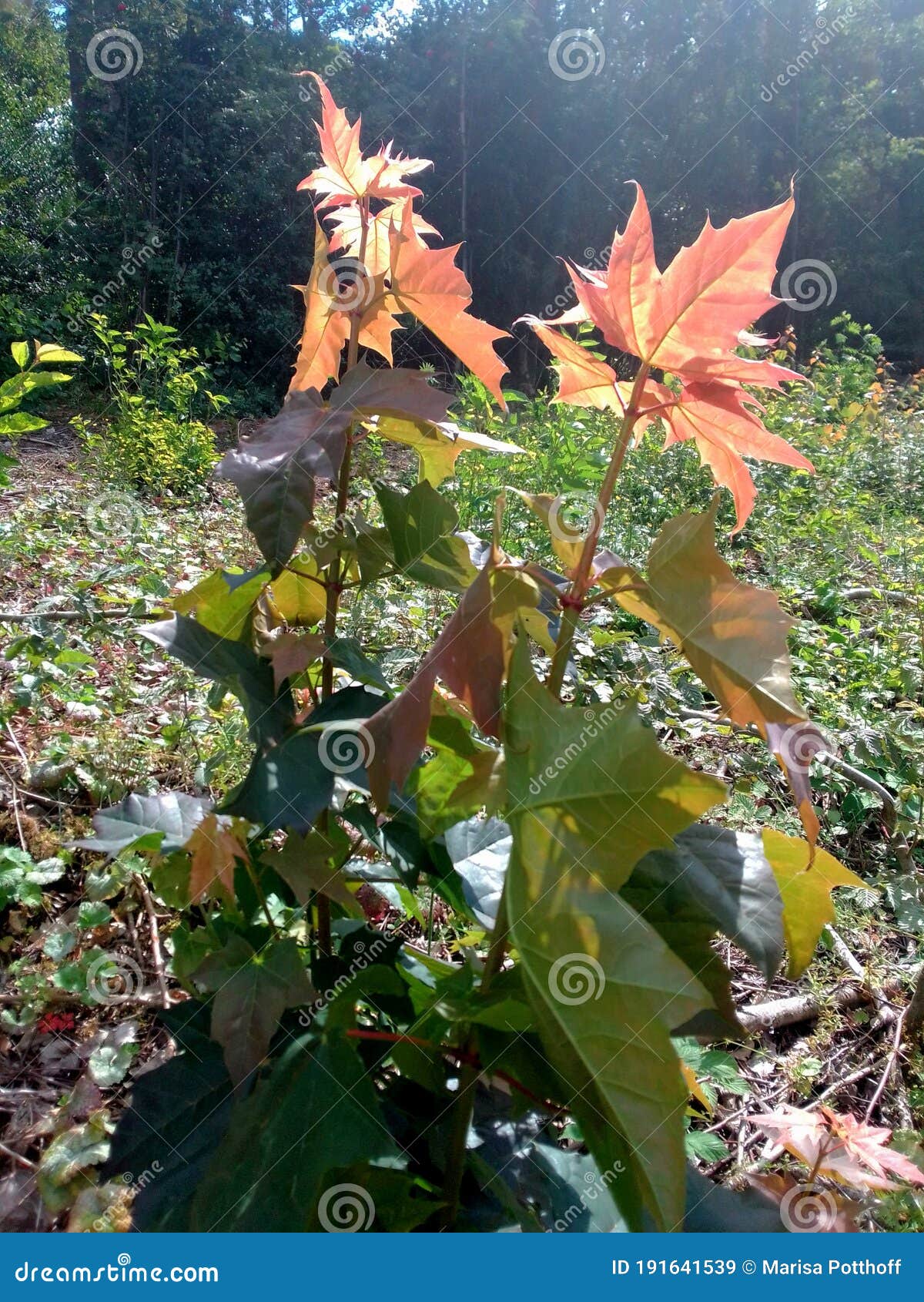 Little Mapletree Stock Photos - Free & Royalty-Free Stock Photos from ...